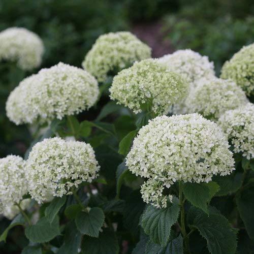 Premier Plant Solutions 21121 Proven Winners Hydrangea Arborescens Invincibelle, 3 Gallon, Invicibelle Limetta