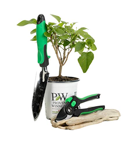 Proven Winners SYRPRC1157800 Scentara Double Blue Live Shrub 4.5" Quart Purple