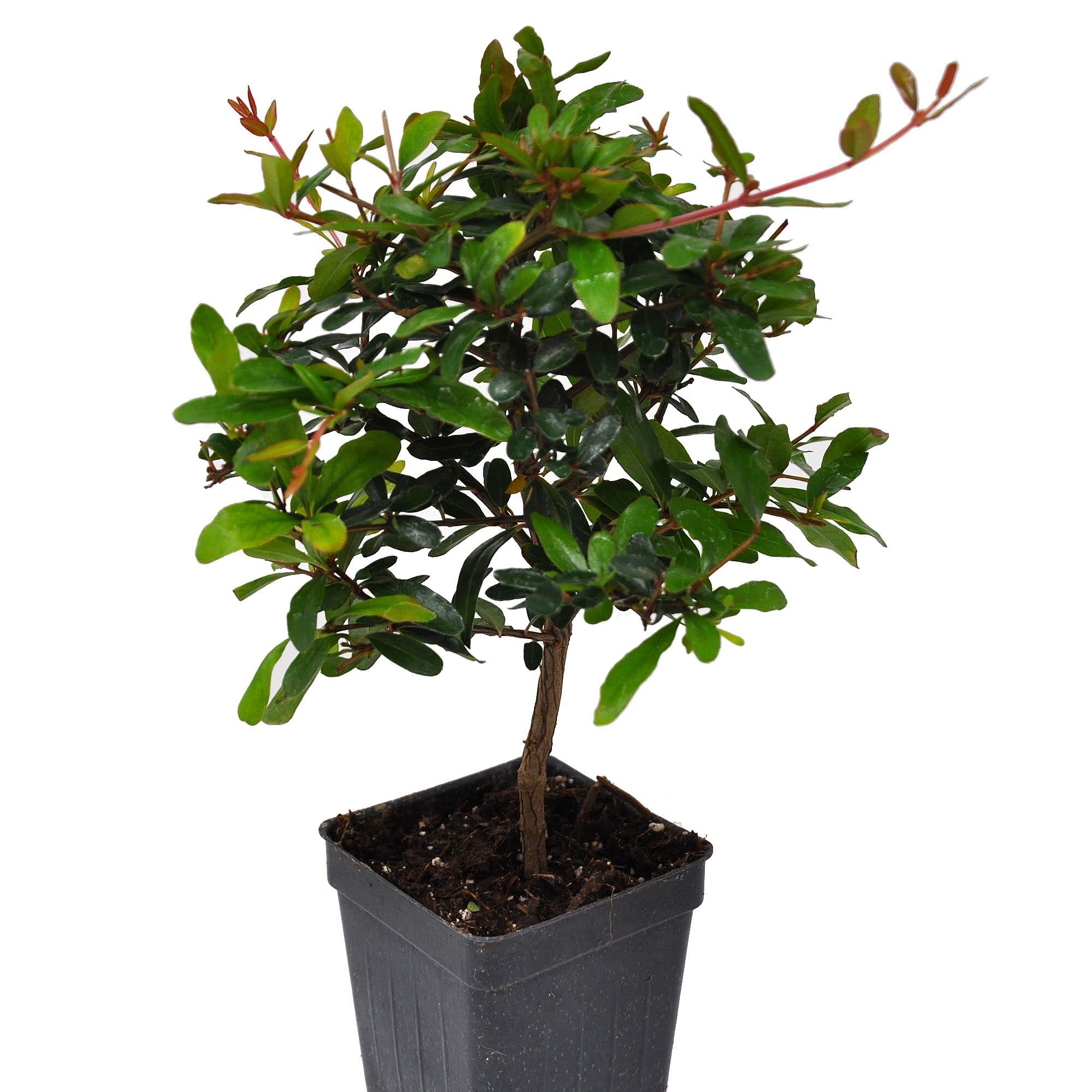Punica granatum 'Nana', Dwarf Pomegranate, Carthaginian Apple, Dwarf Pomegranate Bonsai Tree, Compact Flowering Tree, Flowering and Fruiting, Winterized 2Day Shipping