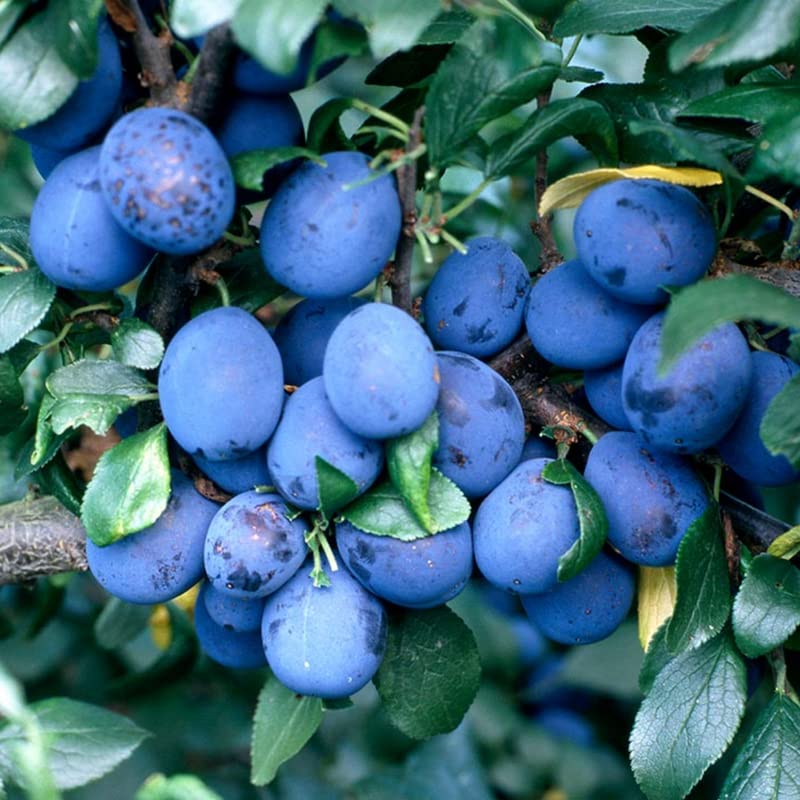 Plum Tree Live Plant Grafted 2 to 3 Ft Tall for Planting, Beauty Plum Plant Live, Cannot Ship to TX, FL, AZ, CA