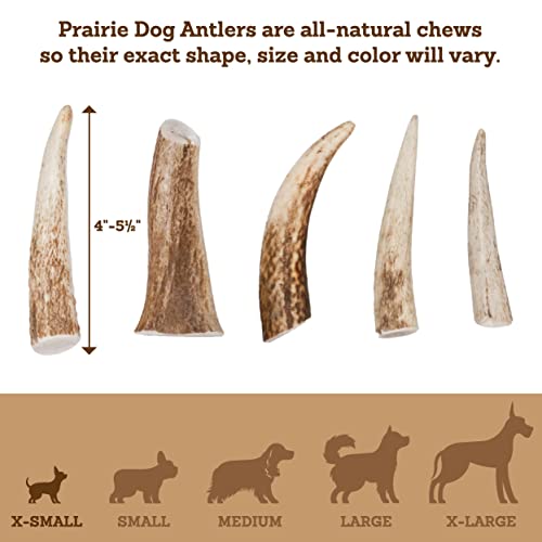 Prairie Dog | Elk Antler Chew | Naturally Shed - Hand Harvested in North America | Medium