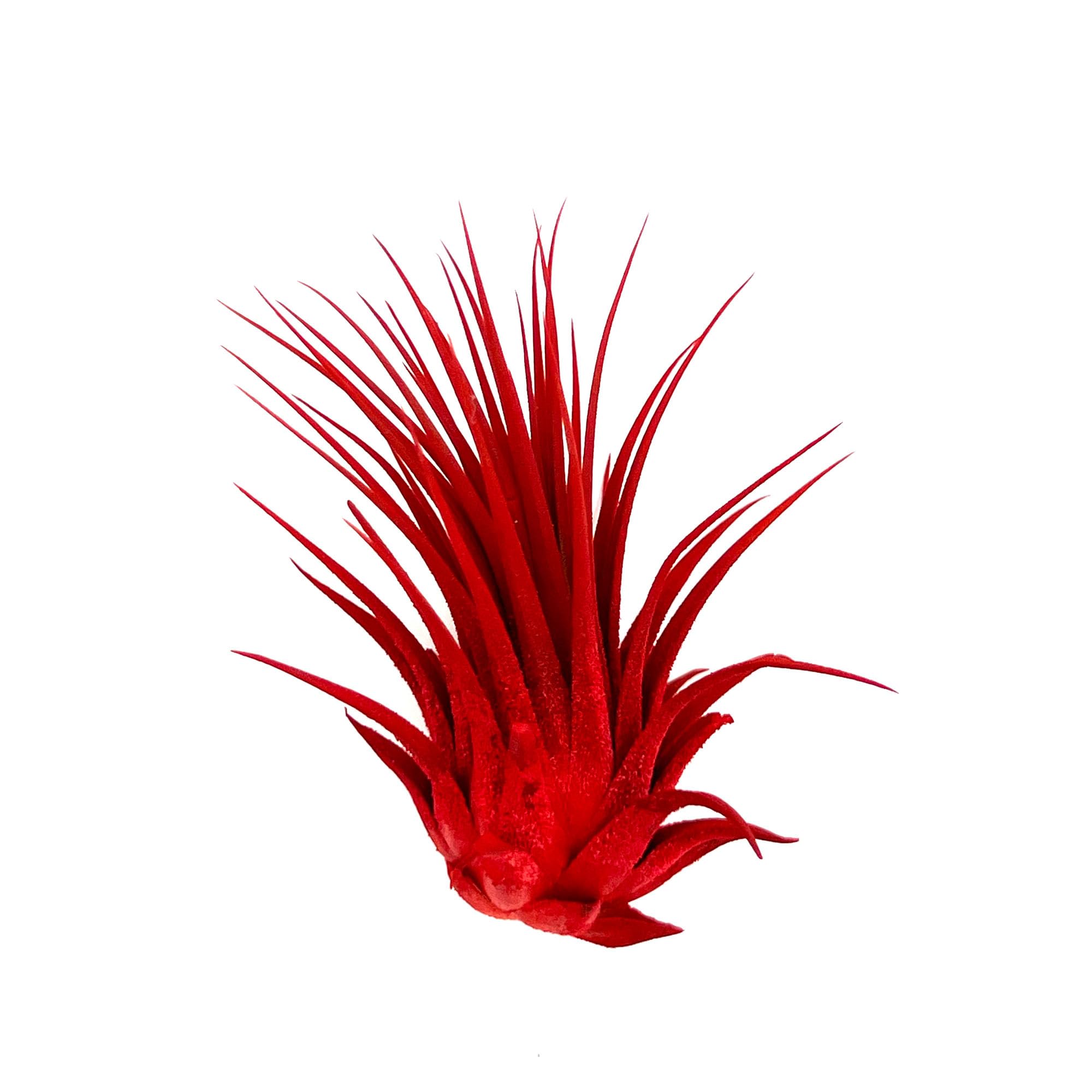 ragnaroc Air Plants - Dyed Tillandsia Ionantha, Regular 2-3" - 1ct - Live Arrival Guaranteed - House Plants for Home Decor & Gift, Jule Red