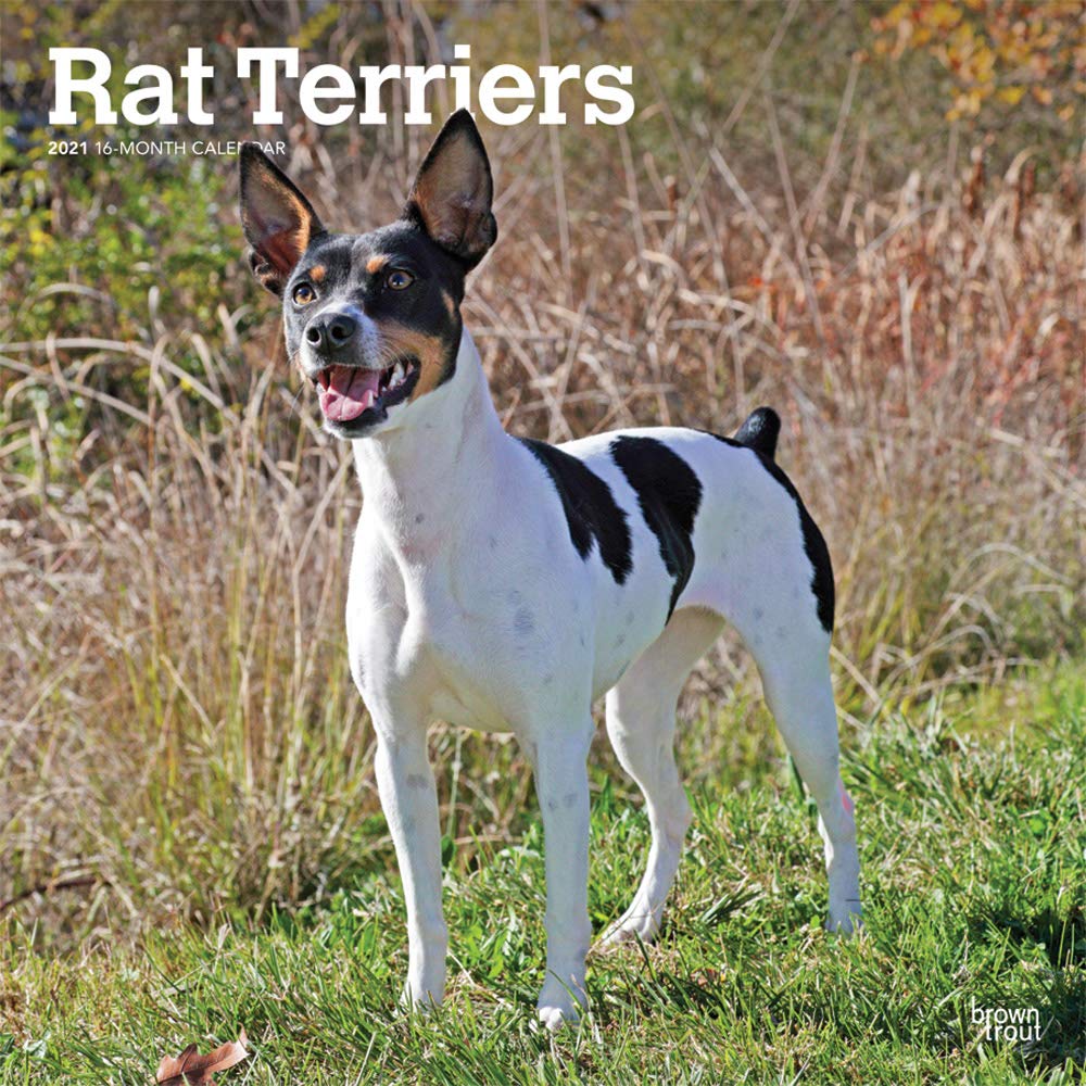 Rat Terriers 2021 Calendar