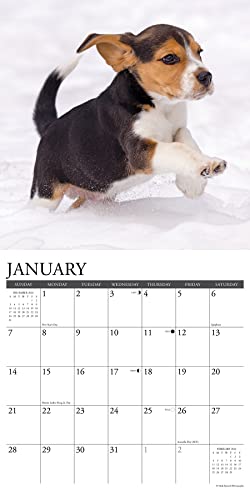 Willow Creek Press Beagle Puppies Monthly 2024 Wall Calendar (12" x 12")