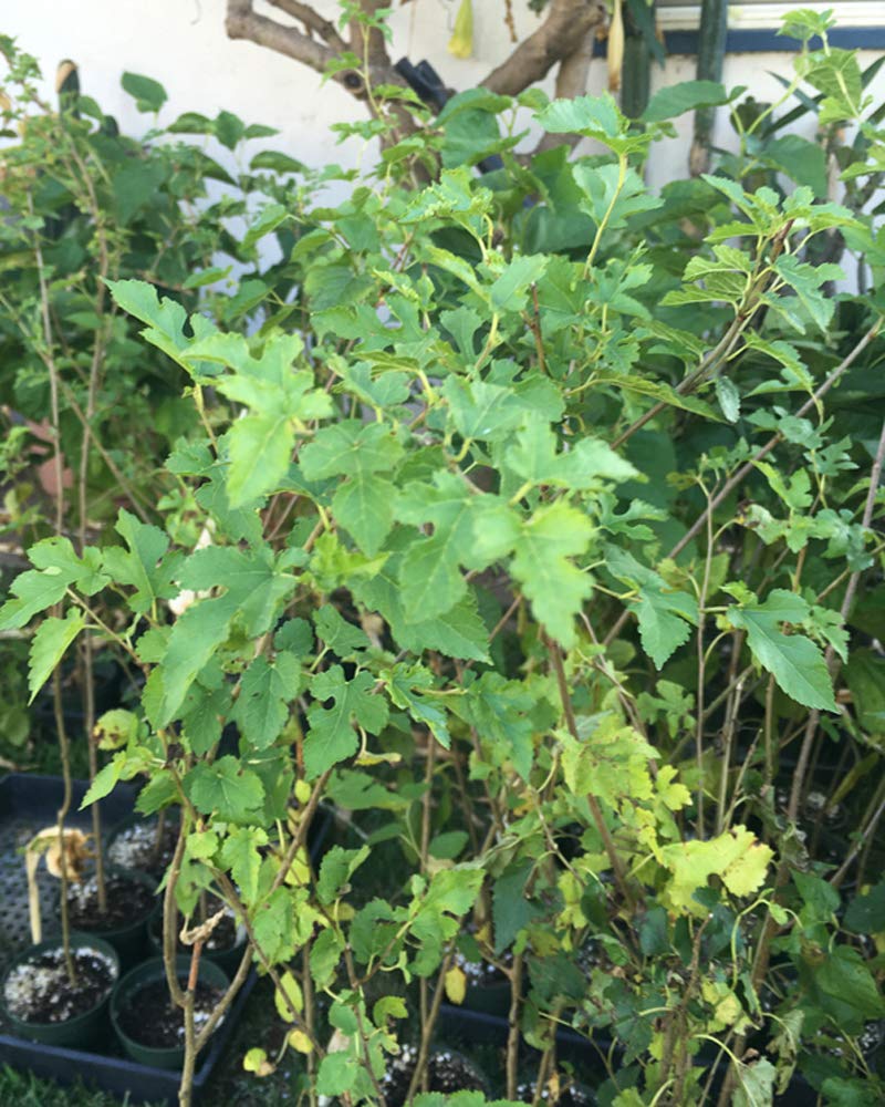 Pakistan Long Mulberry Tree - Morus Macroura Long Mulberry - Live Plant Not Dwarf