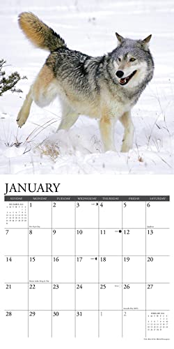 Willow Creek Press Spirit of the Wolf Monthly 2024 Wall Calendar (12" x 12")