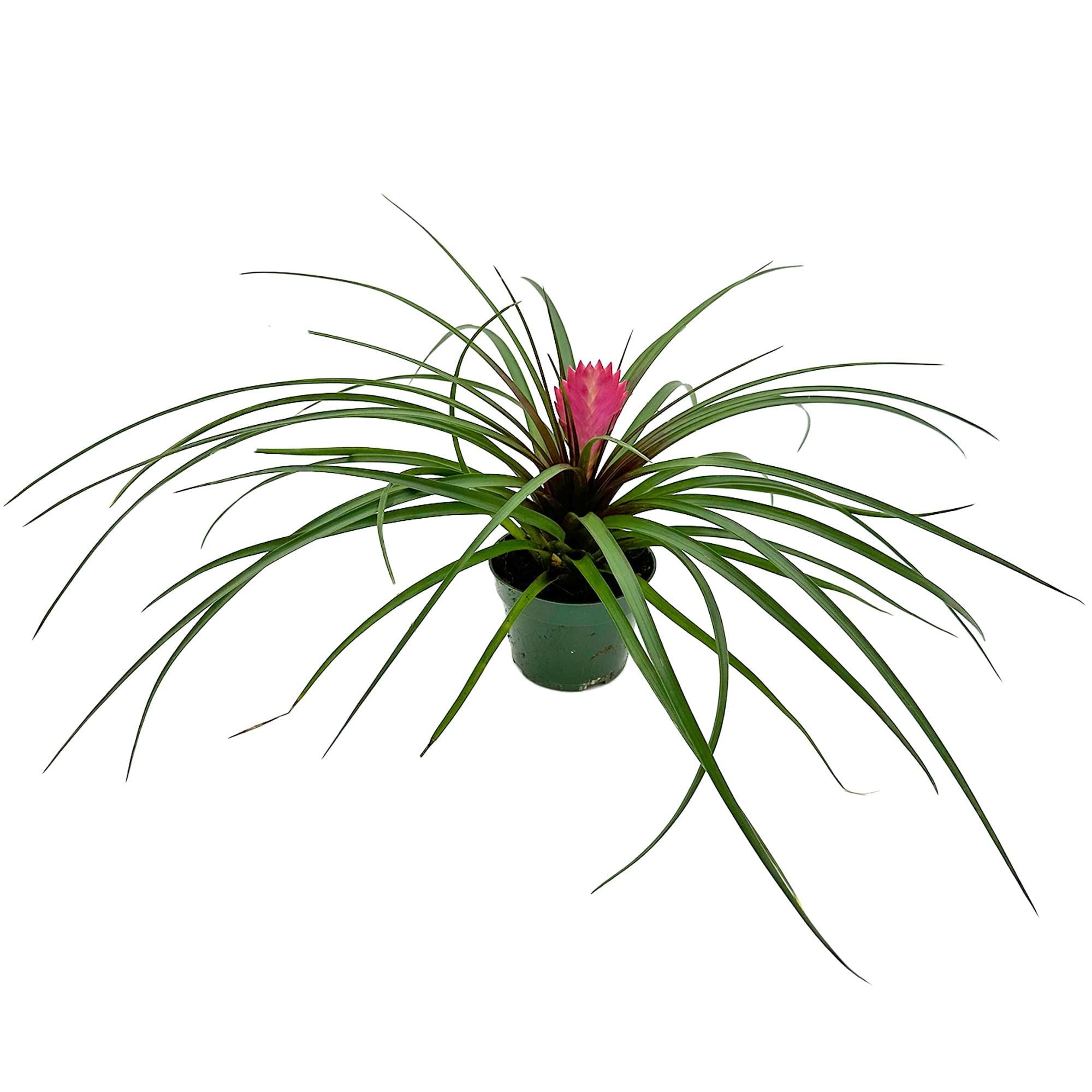ragnaroc Live Air Plants â Flowering Tillandsia Cyanea, Giant 15-18" - 1ct - Live Arrival Guaranteed - House Plants for Home Decor & Gift