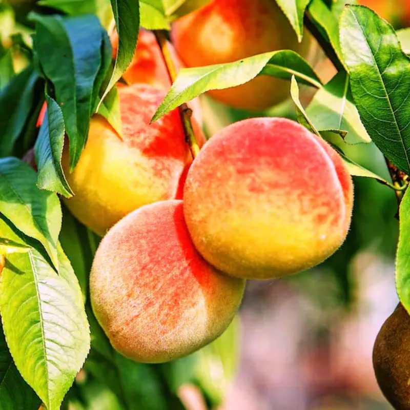 Peach Tree Live Plant, Old Fashioned Peaches Semi Dwarf Variety, 10" - 16"