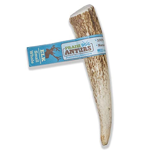 Prairie Dog | Elk Antler Chew | Naturally Shed - Hand Harvested in North America | Medium