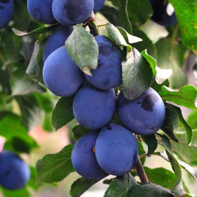 Plum Tree Live Plant Grafted 2 to 3 Ft Tall for Planting, Beauty Plum Plant Live, Cannot Ship to TX, FL, AZ, CA