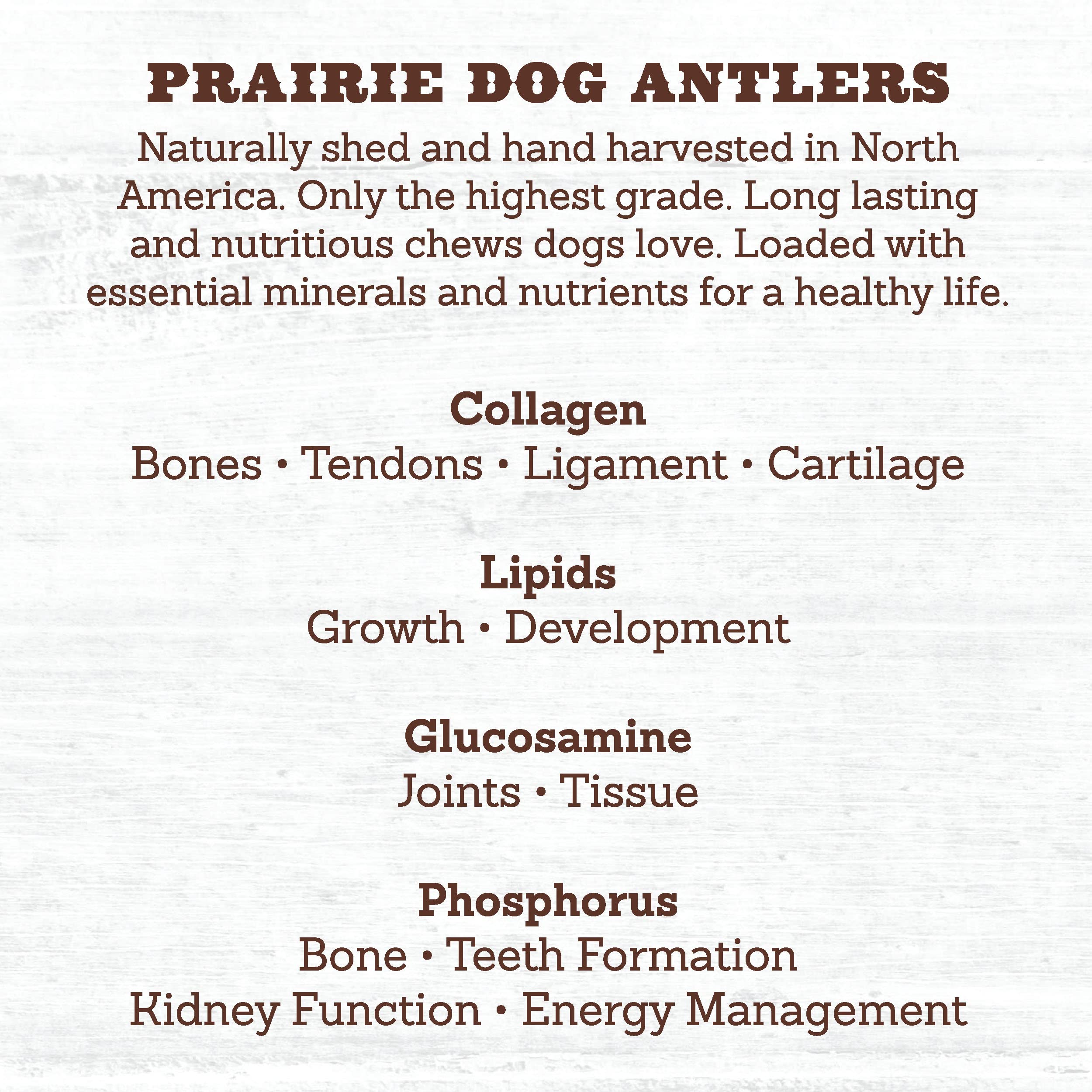 Prairie Dog | Elk Antler Chew | Naturally Shed - Hand Harvested in North America | Large
