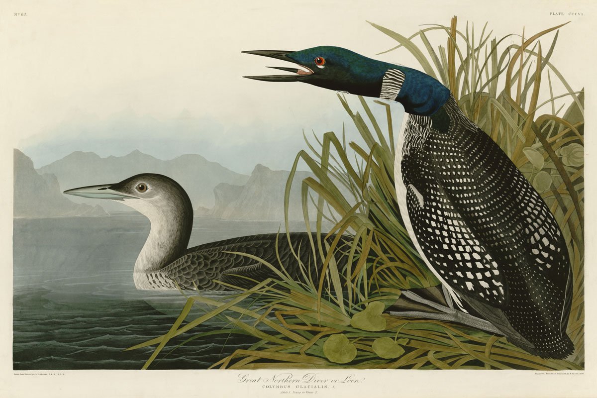 Picture Peddler Great Northern Diver or Loon by John James Audubon Animal Bird Water Wildlife Canvas (Choose Size)