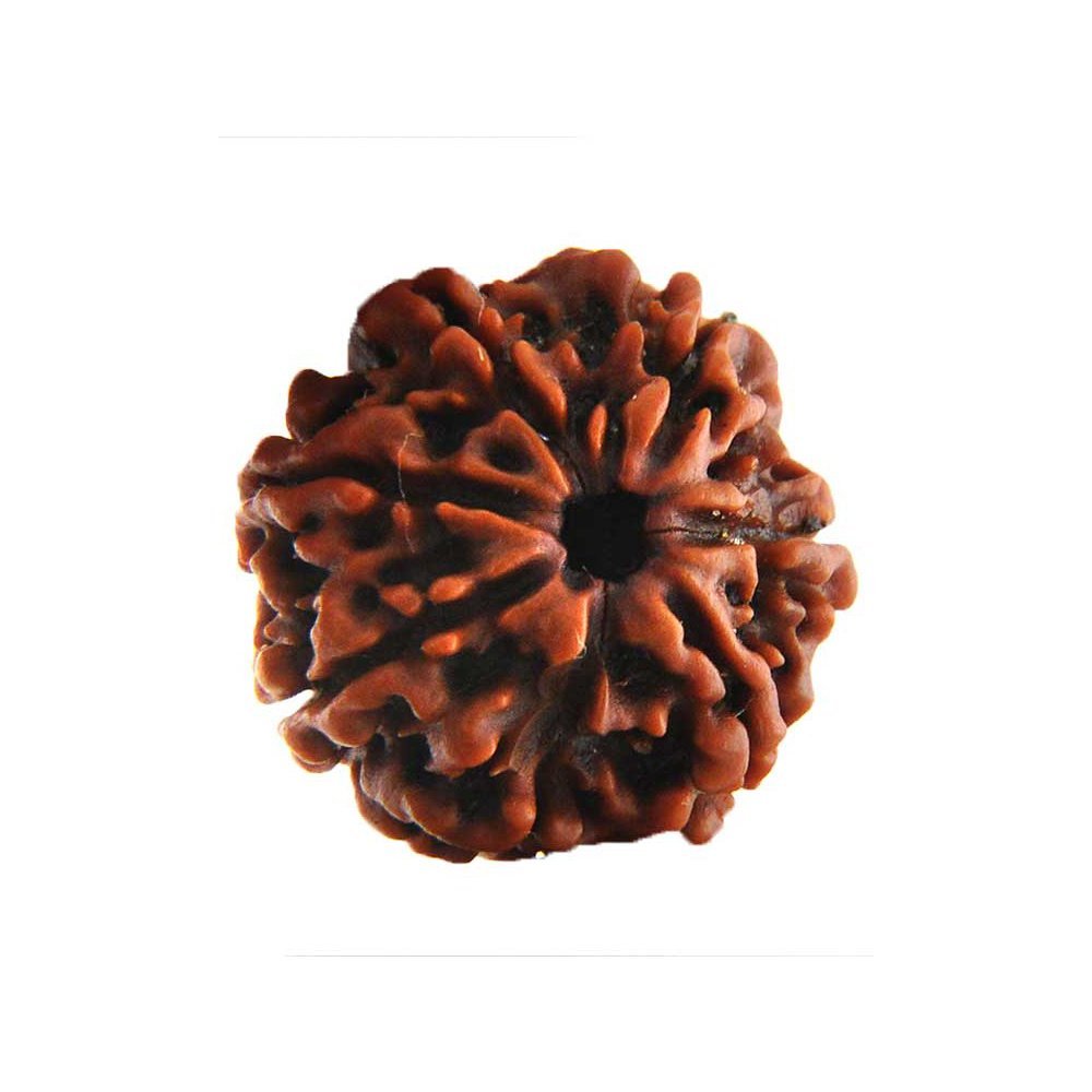 Petrichor 7 mukhi/Seven Faced Original Nepal Rudraksha (Brown Round Bead) with Lab Certificate