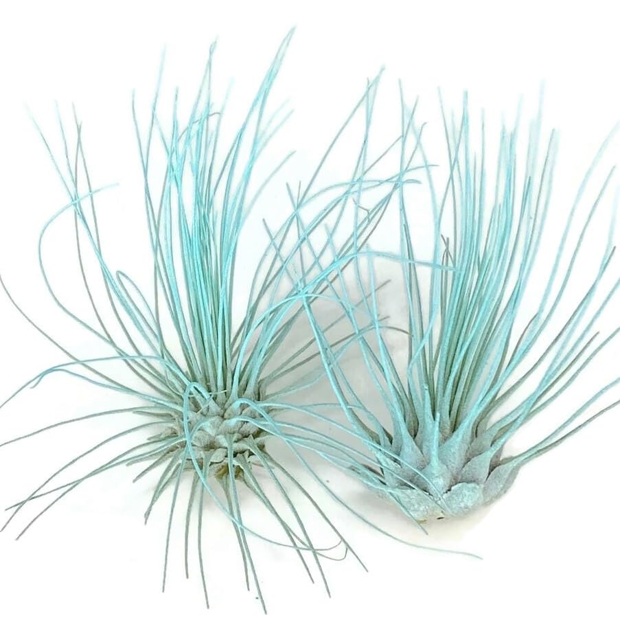 Thin Air Plant, Guatemala Tillandsia Live Airplant, Healthy Arrival Guaranteed, Great Indoor Plant, Home Decor & Gift (Jade)