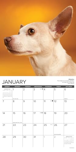 Willow Creek Press Chihuahua Rules Monthly 2024 Wall Calendar (12" x 12")