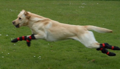 Pro-Active Paws Fully Waterproof Dog Boots Guaranteed to Keep Paws, dressings, Casts, splints Dry