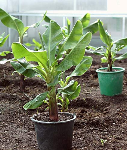SeedsUP - 3+ Ornamental Banana Exotic (Dwarf Indoor Plant) Edible - Tree Green