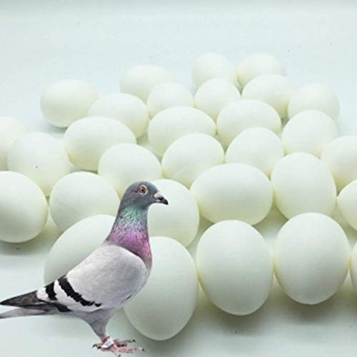 vctas Plastic Pigeon Eggs (Pack of 10) Solid Fake Pigeon Eggs Simulation Bird Eggs White Premium Dummy Eggs for Racing Pigeons & Hatching