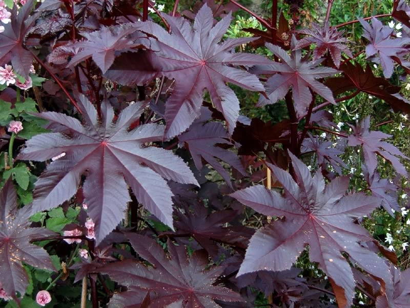 VictoryVentor 50+ Castor Purple Ricinus Seeds Castor Seed for Planting