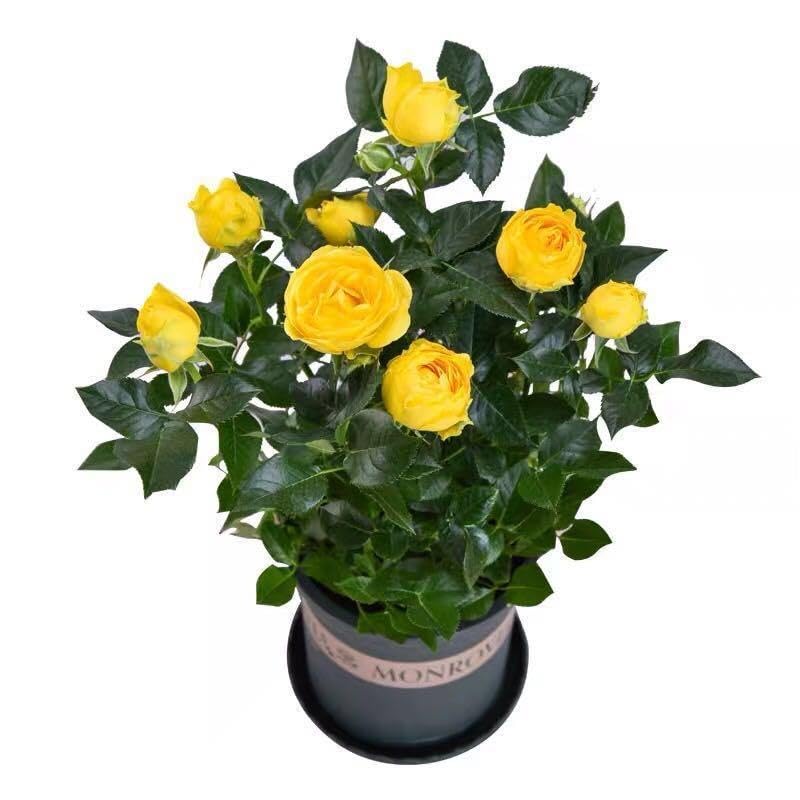 WSIRUYI 2 Live Yellow Rose Plants (Rosa) - 5-7 Inch Tall, Perfect for Yard & Home Garden Decoration - Fast Growing, Low Maintenance