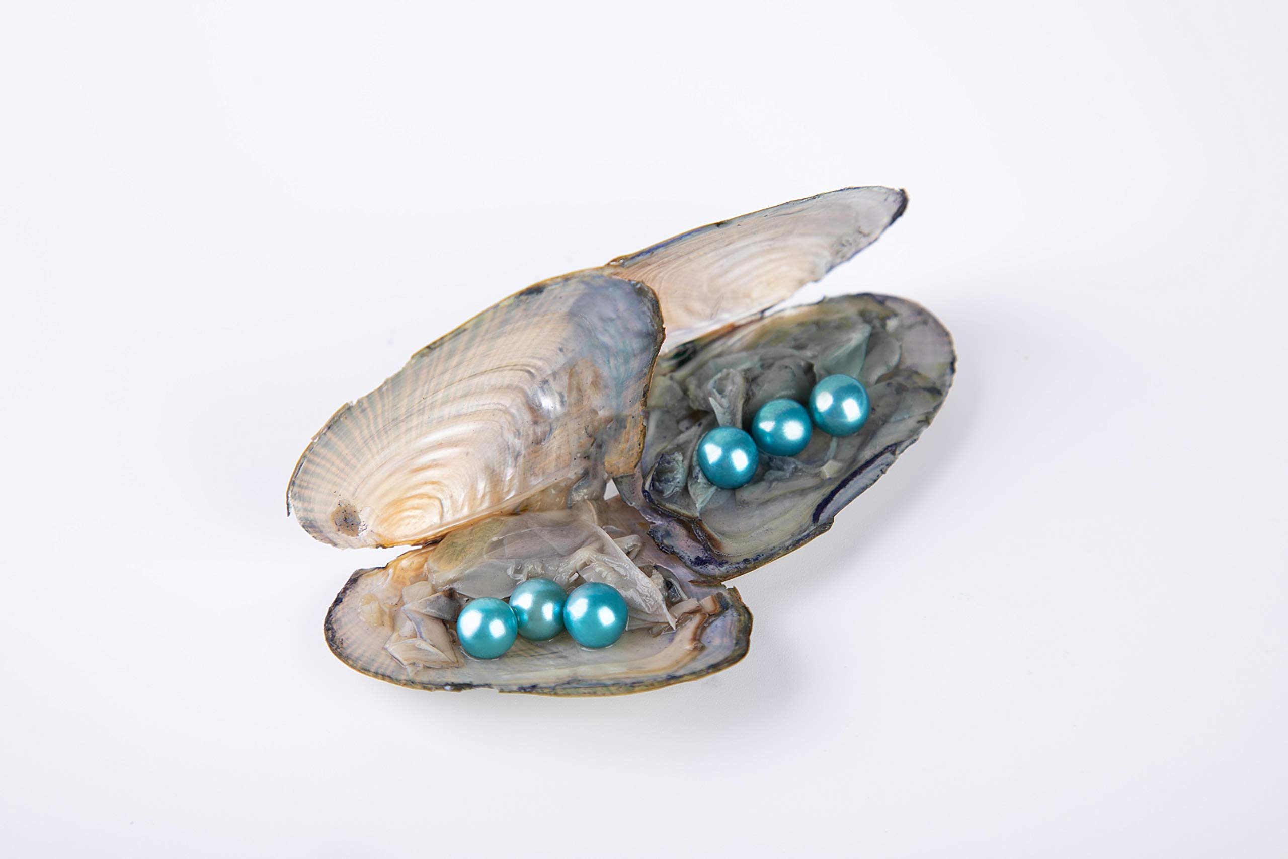 SEASAN Triplets Oyster Pearls Freshwater Cultured Oysters with Triple Pearls Inside 10 PC (7-8mm)