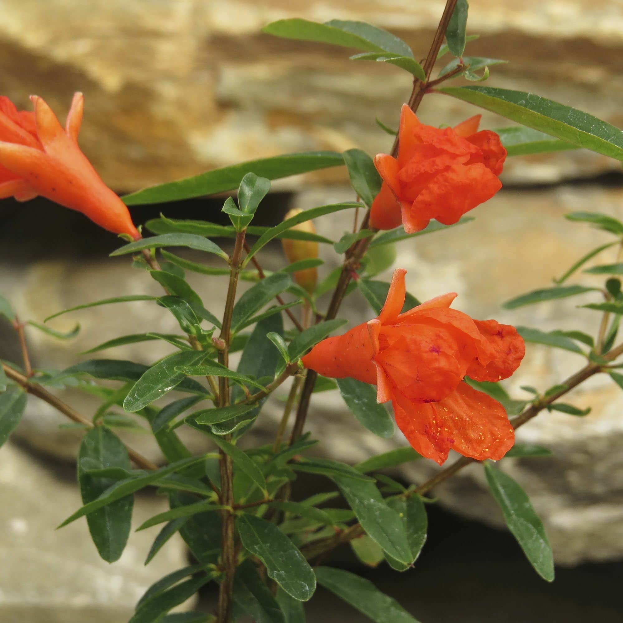 Punica granatum 'Nana', Dwarf Pomegranate, Carthaginian Apple, Dwarf Pomegranate Bonsai Tree, Compact Flowering Tree, Flowering and Fruiting, Winterized 2Day Shipping
