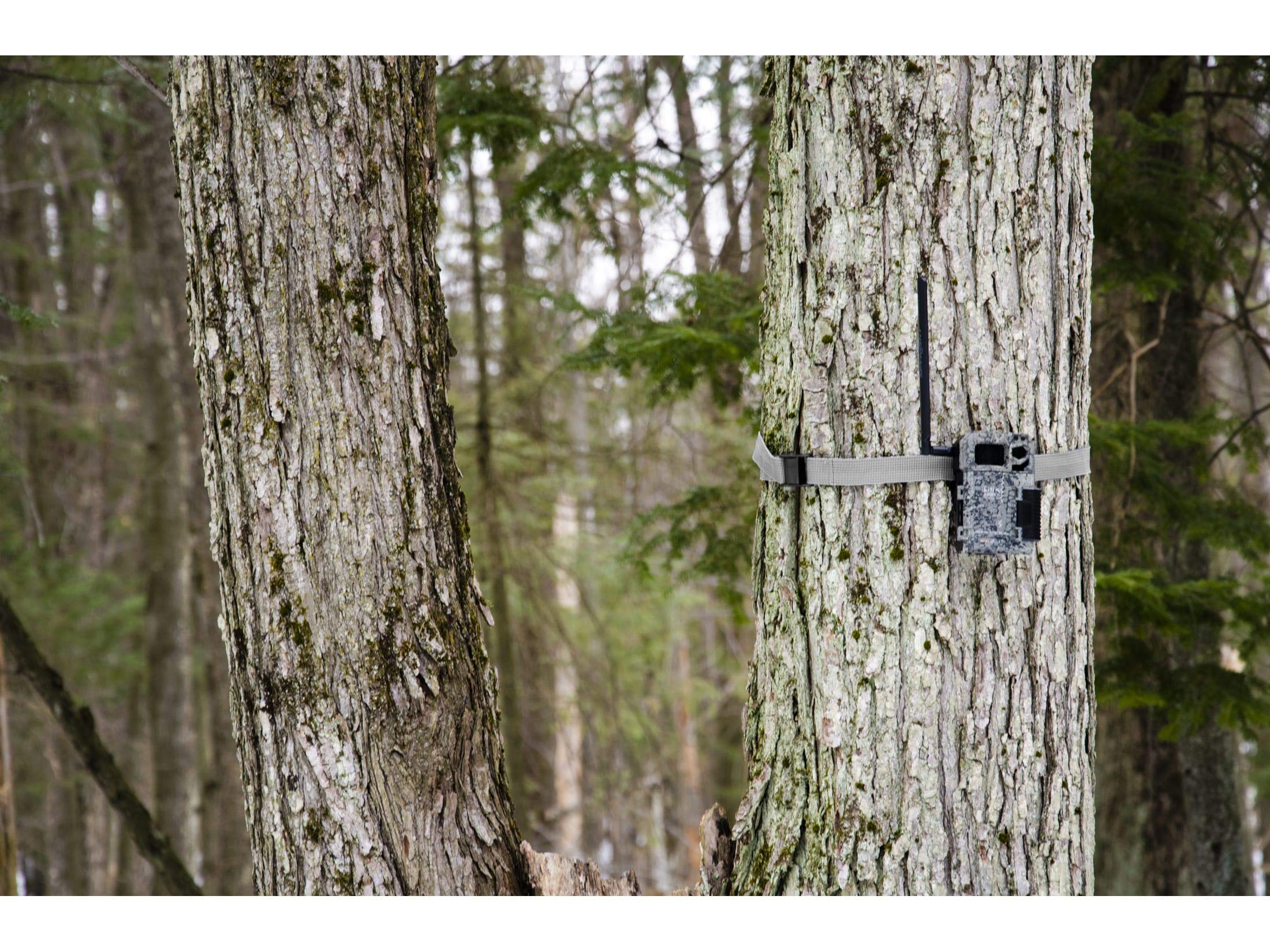 SPYPOINT Link Micro VZN Version (Smallest on The Market!) outdoor Wireless/Cellular Trail Camera, 4 Power LEDs, Fast 4G Photo Transmission w/Preactivated SIM, Fully Configurable via App, 1080p