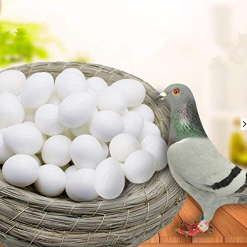 vctas Plastic Pigeon Eggs (Pack of 10) Solid Fake Pigeon Eggs Simulation Bird Eggs White Premium Dummy Eggs for Racing Pigeons & Hatching