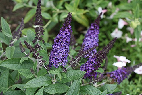 Pugster Blue Butterfly Bush (Buddleia) Live Shrub, Blue Flowers, 4.5 in. Quart