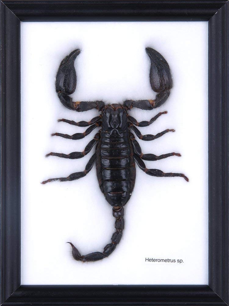 The Giant Thai Forest Scorpion (Heterometrus spinifer) | Framed Arachnid Wall Decor | Unique Taxidermy Collectables | 8 x 6 in.