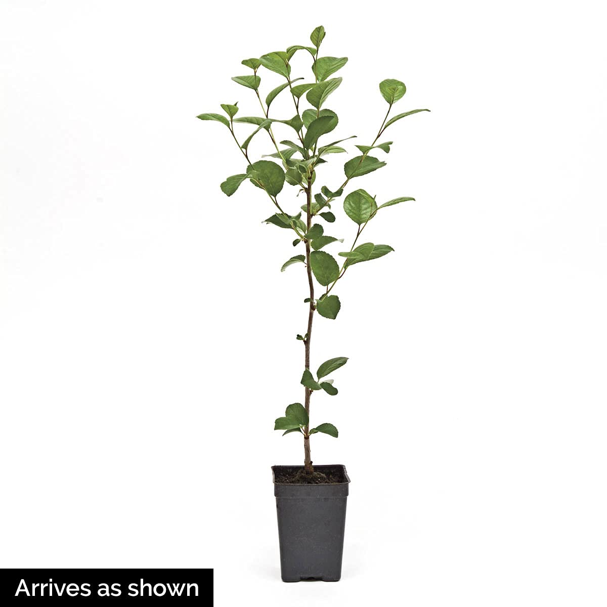 Romeo Cold Hardy Dwarf Bush Cherry Tree - Grown in a 4" pot - Due to regulations Can't Ship to CA, CO, ID, OR, or WA