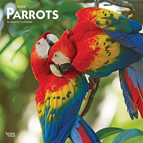 Parrots 2020 12 x 12 Inch Monthly Square Wall Calendar, Domestic Wildlife Animals Birds