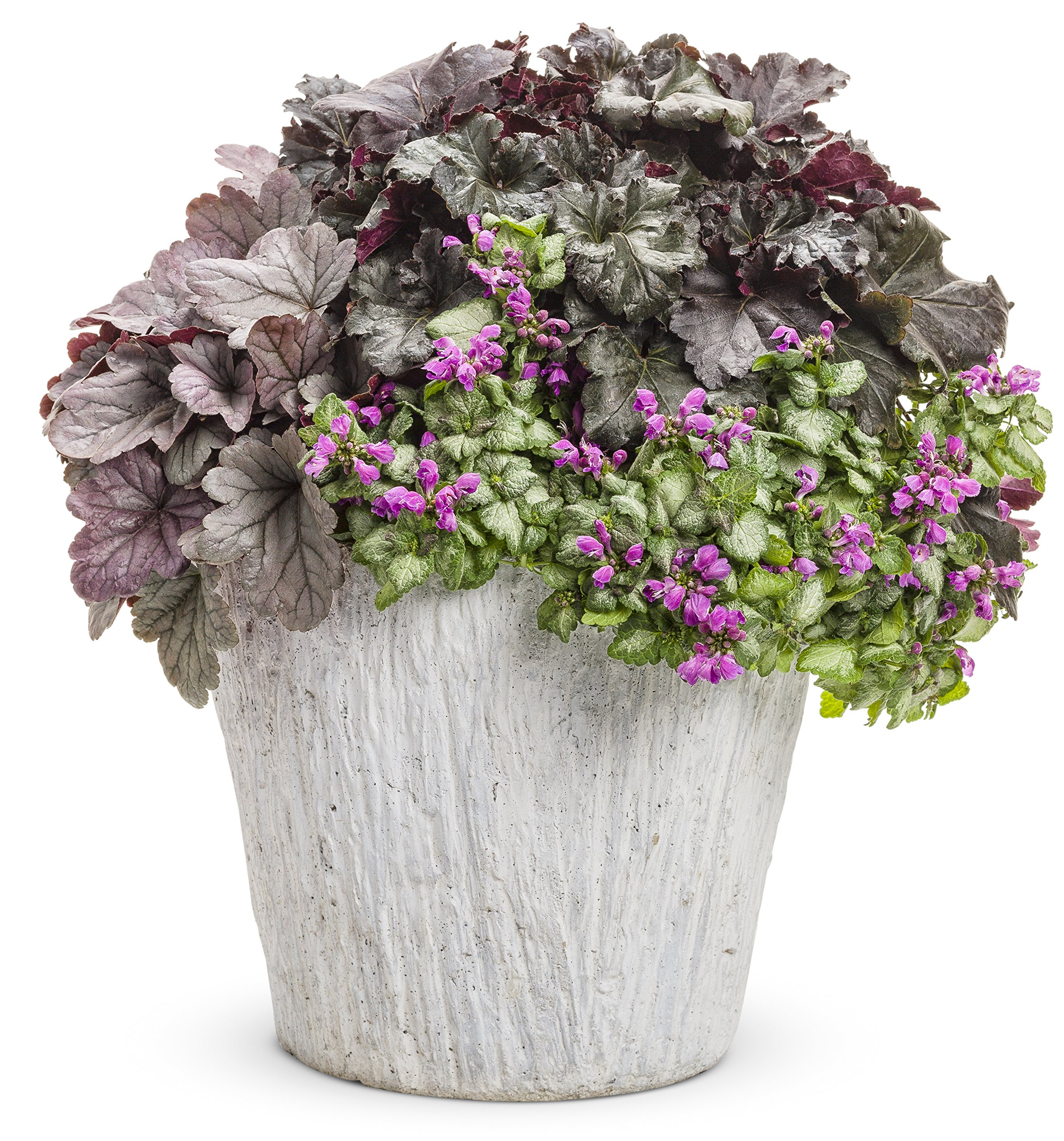 Proven Winners HEUPWP2547103 Mahogany Monster Live Plant, 0.65 Gallon