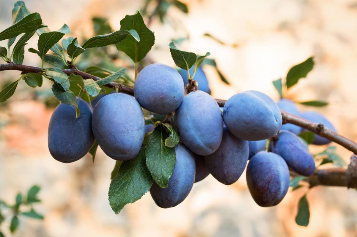 Plum Tree Live Plant Grafted 2 to 3 Ft Tall for Planting, Beauty Plum Plant Live, Cannot Ship to TX, FL, AZ, CA