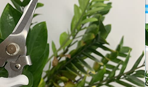 Yojii- Pruning Shears, Gardening Scissors, Pruning Shears, Natural Flower Scissors, Fruit Trees, Garden Trees, Bonsai Pruning Tools for Gardening, Farm Work, Home Gardening