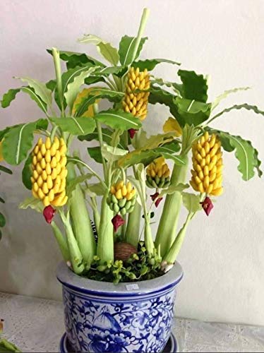 Seeds4planting - Seeds Ornamental Banana Exotic Tree Indoor Dwarf Perennial Flowers Non GMO