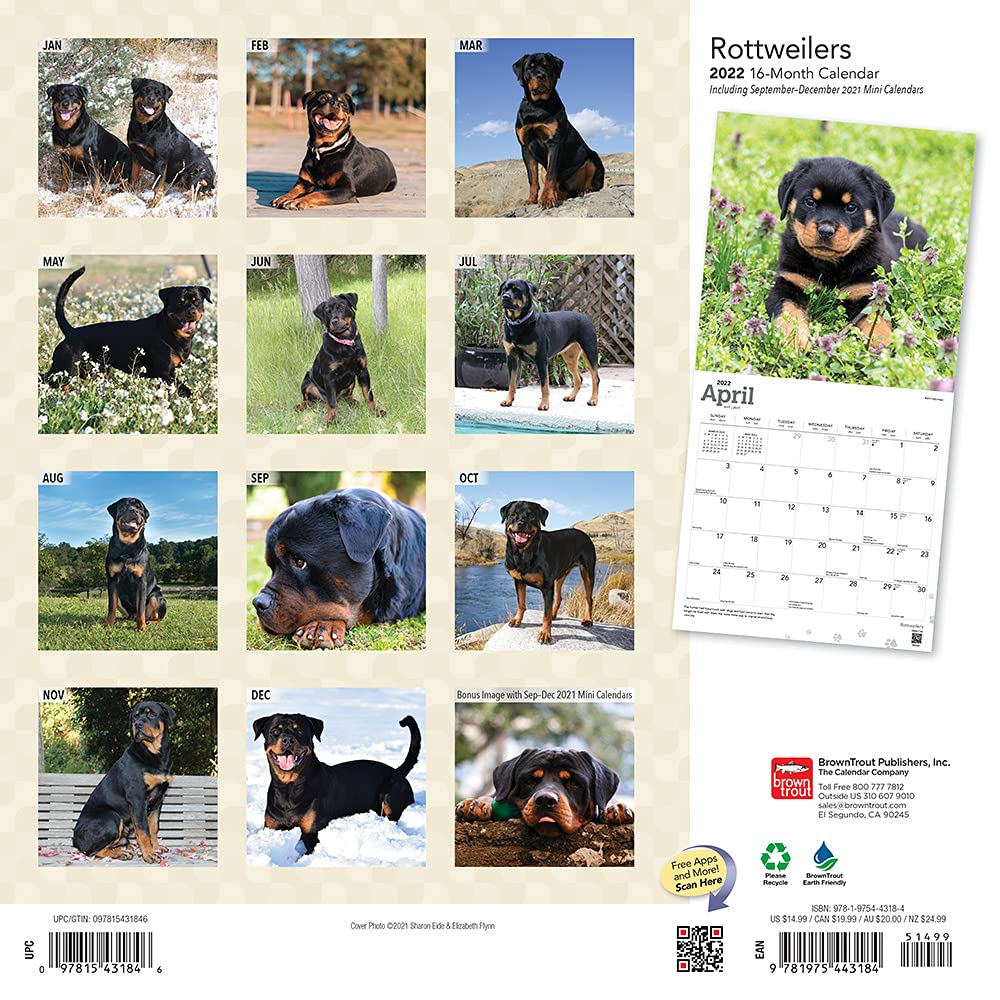 Rottweilers 2022 12 x 12 Inch Monthly Square Wall Calendar, Animals Dog Breeds DogDays