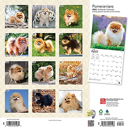 Pomeranians 2022 12 x 12 Inch Monthly Square Wall Calendar, Animals Small Dog Breeds DogDays