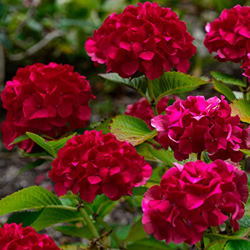 Red Hydrangea Bush Hydrangea Macrophylla Plant 4 in Pot