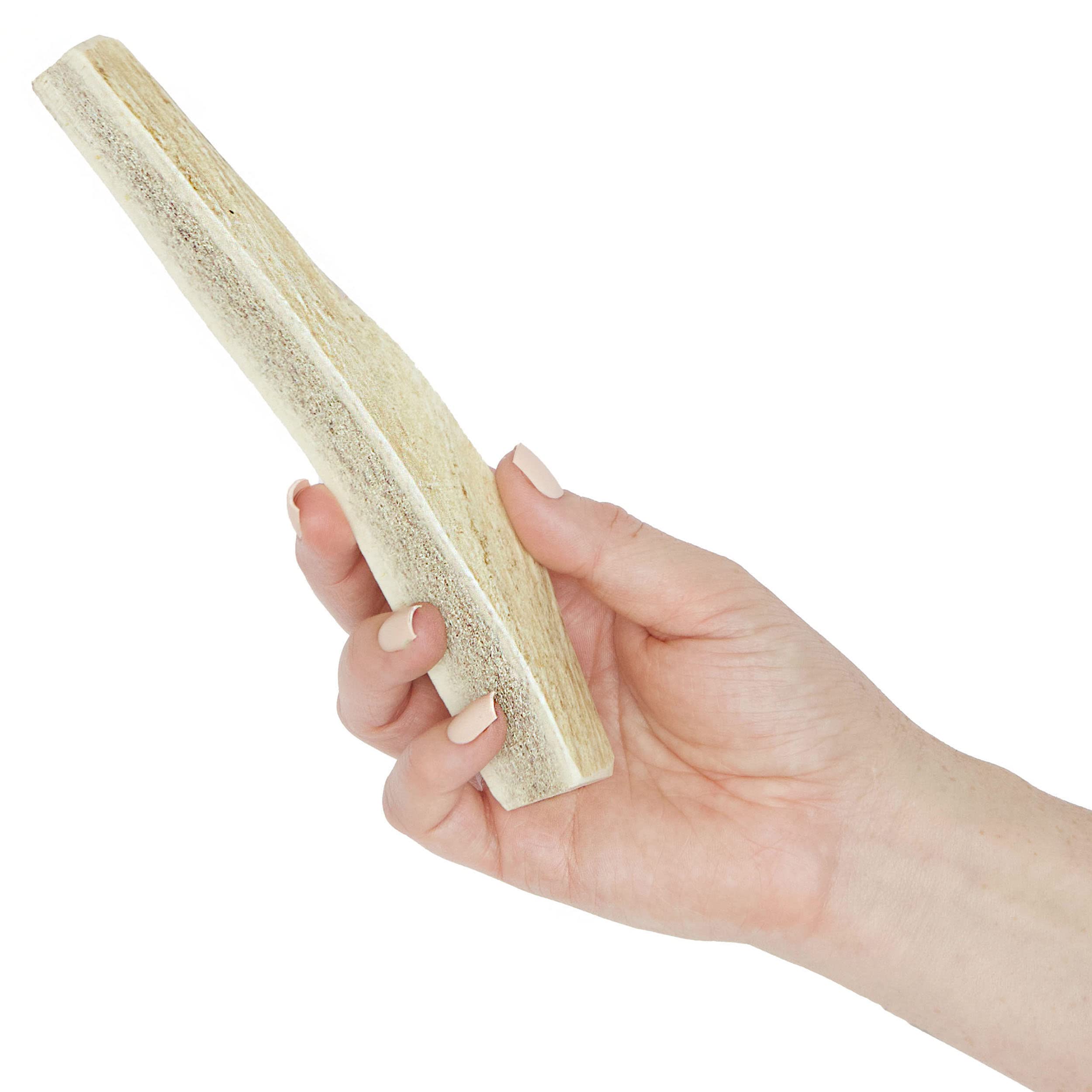 Prairie Dog | Elk Antler Chew | Naturally Shed - Hand Harvested in North America | Large