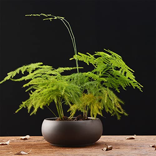 Zerodeko Small Terrarium Purple Sand Succulent Flower Pot Pet Decorations Purple