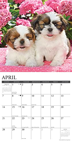 Willow Creek Press Shih Tzu Puppies Monthly 2024 Wall Calendar (12" x 12")