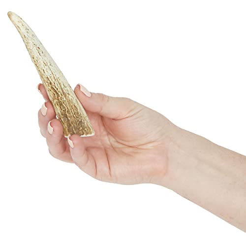 Prairie Dog | Elk Antler Chew | Naturally Shed - Hand Harvested in North America | Medium
