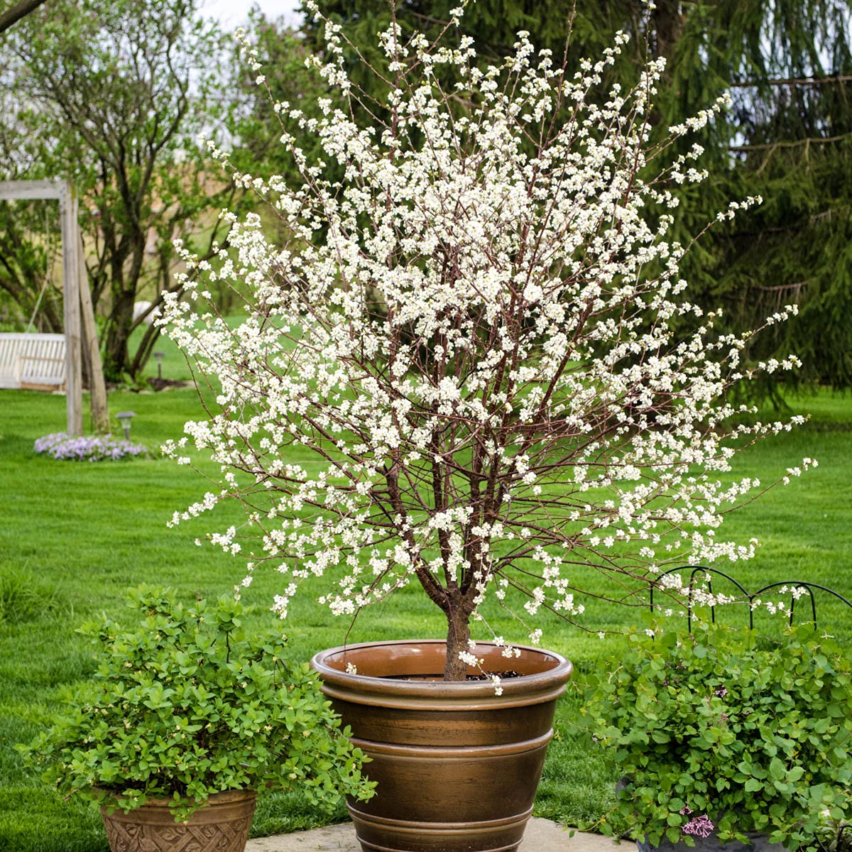Romeo Cold Hardy Dwarf Bush Cherry Tree - Grown in a 4" pot - Due to regulations Can't Ship to CA, CO, ID, OR, or WA