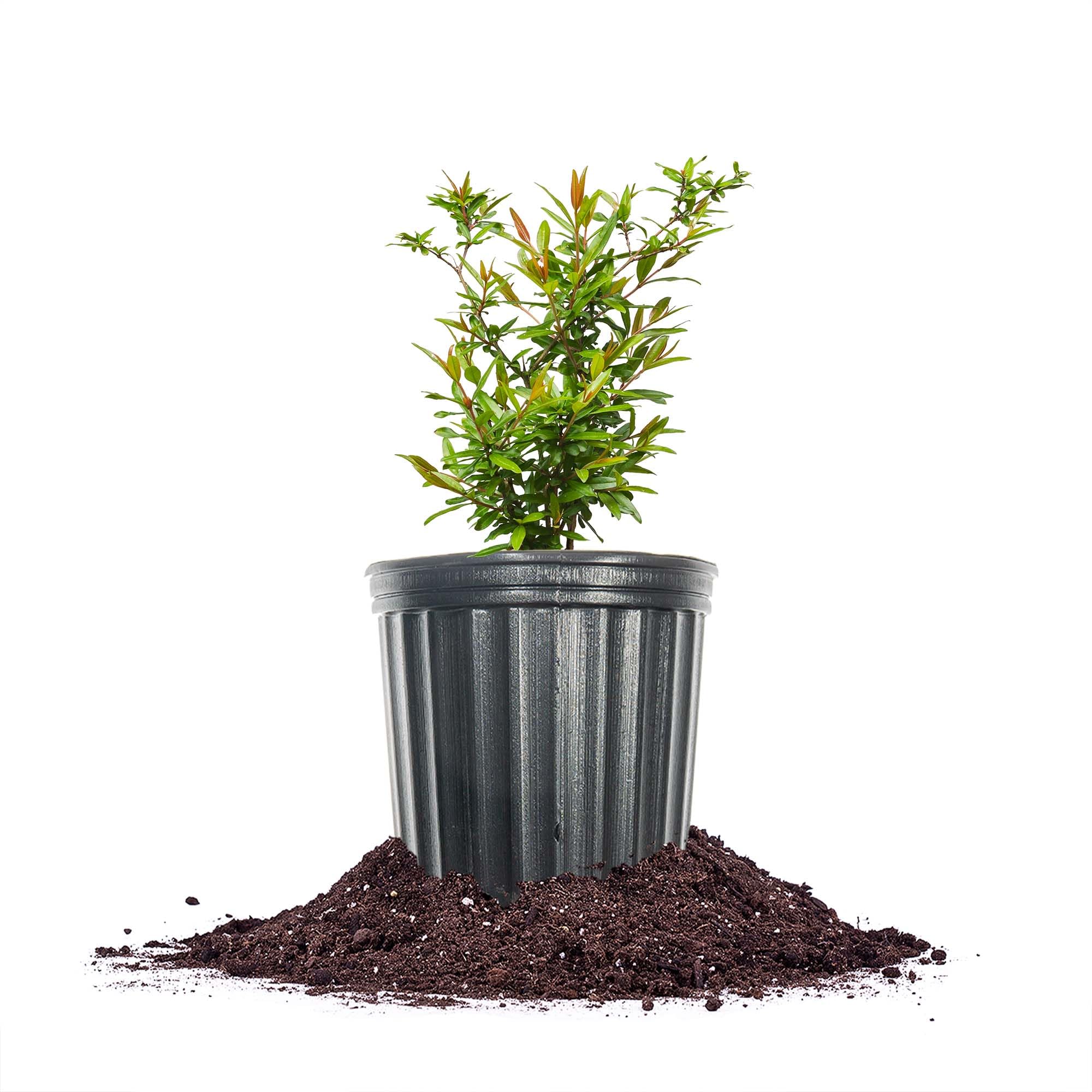Russian Pomegranate in a 1 Gal. Grower's Pot | Cold Hardy Drought Tolerant | Yields Large Delicious Fruit | Real Dwarf Fruiting Tree