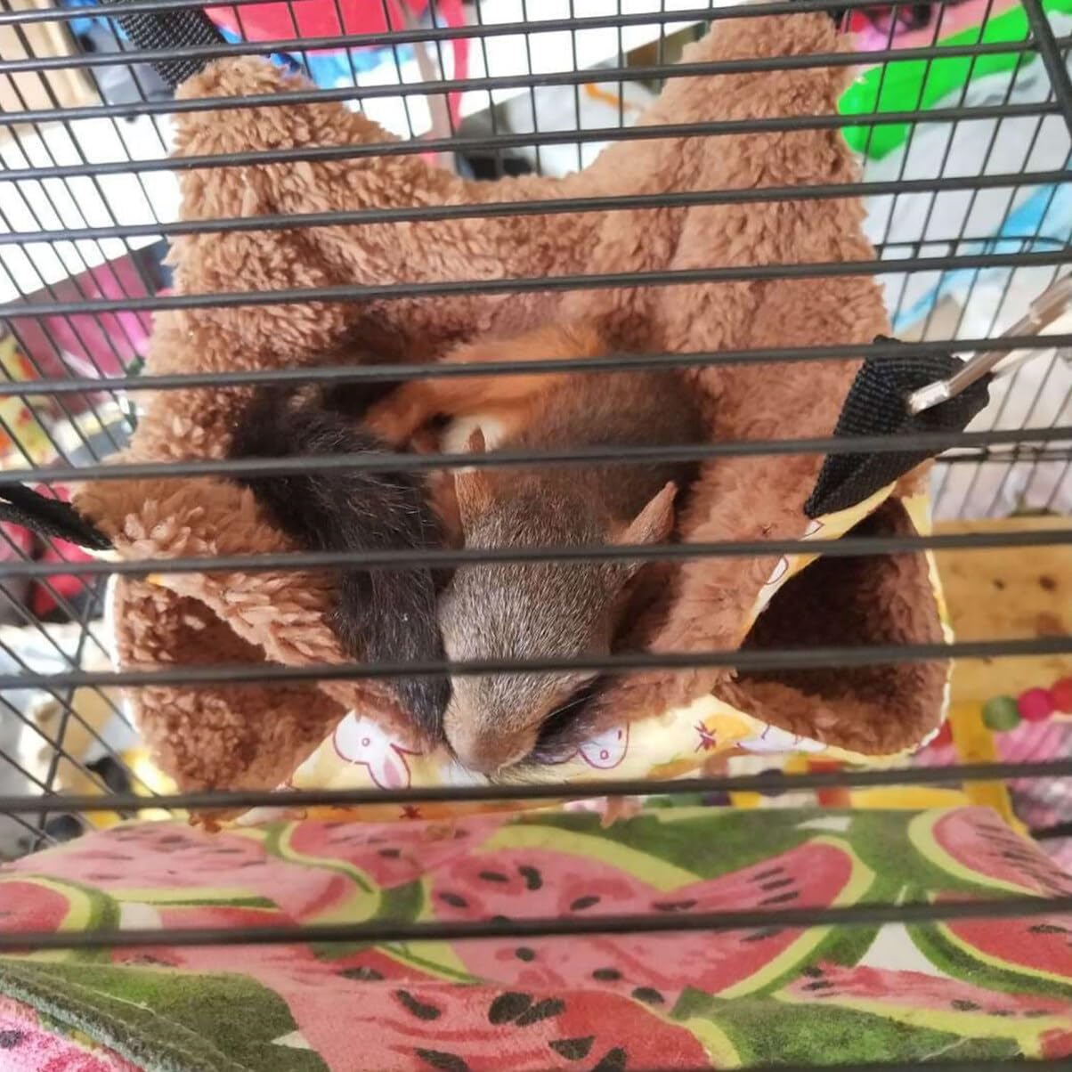 POPETPOP Ferret Toys Toys for Hamsters Hamster Hammock Pet Hammock for Cage Rat Hammocks for Cage Rat Toys and Accessories for Cage Bunk Bed Small Animals Bed Linings Squirrel Hammock