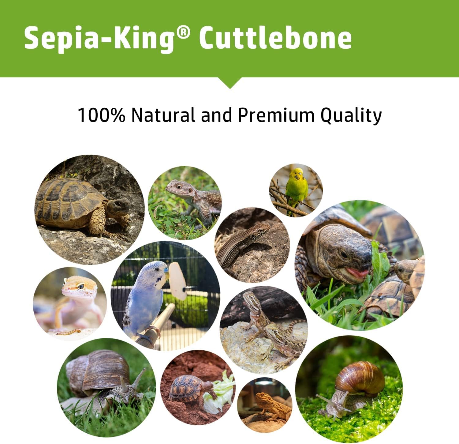 Sepia King - Extra Large - 100% Natural Calcium Supplement - Premium Cuttlebone perfect for Birds, Tortoises, Snails, Reptiles - Pack of 3