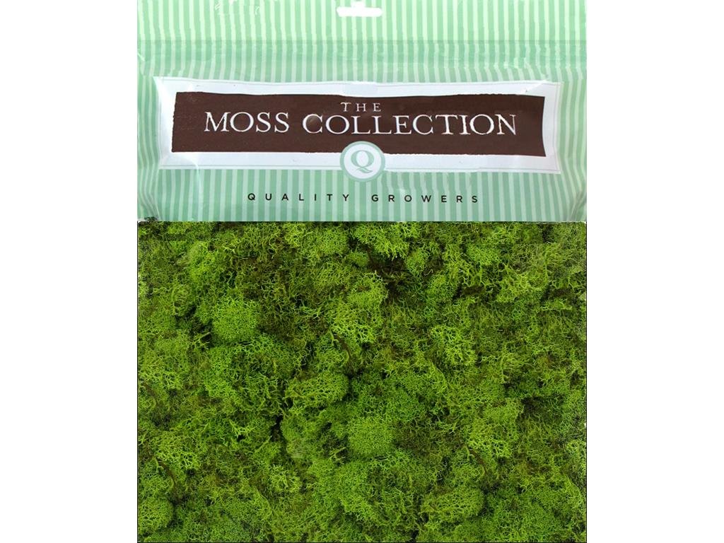 Quality Growers 5.68qt Reindeer Moss Med Chartreuse
