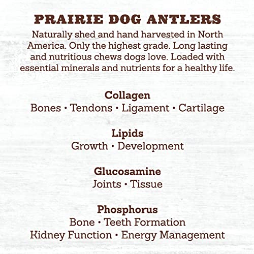 Prairie Dog | Elk Antler Chew | Naturally Shed - Hand Harvested in North America | Medium
