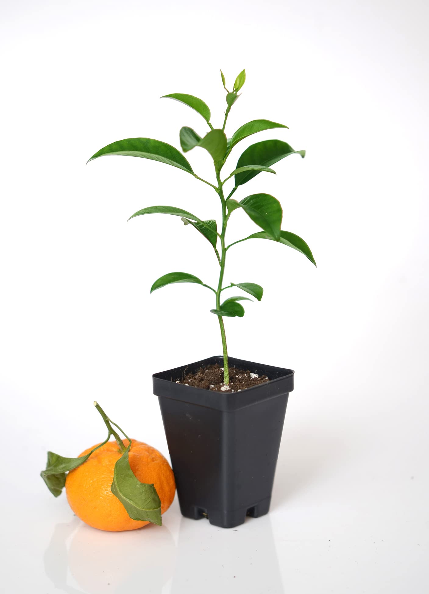 Satsuma Mandarin Tree - XL. Citrus unshiu. 6" - 10"